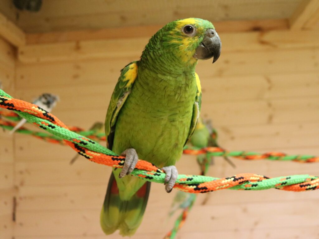 Papagoide Paradiis in Tallinn - Exotic Parrot Petting Zoo - Papagoide ...