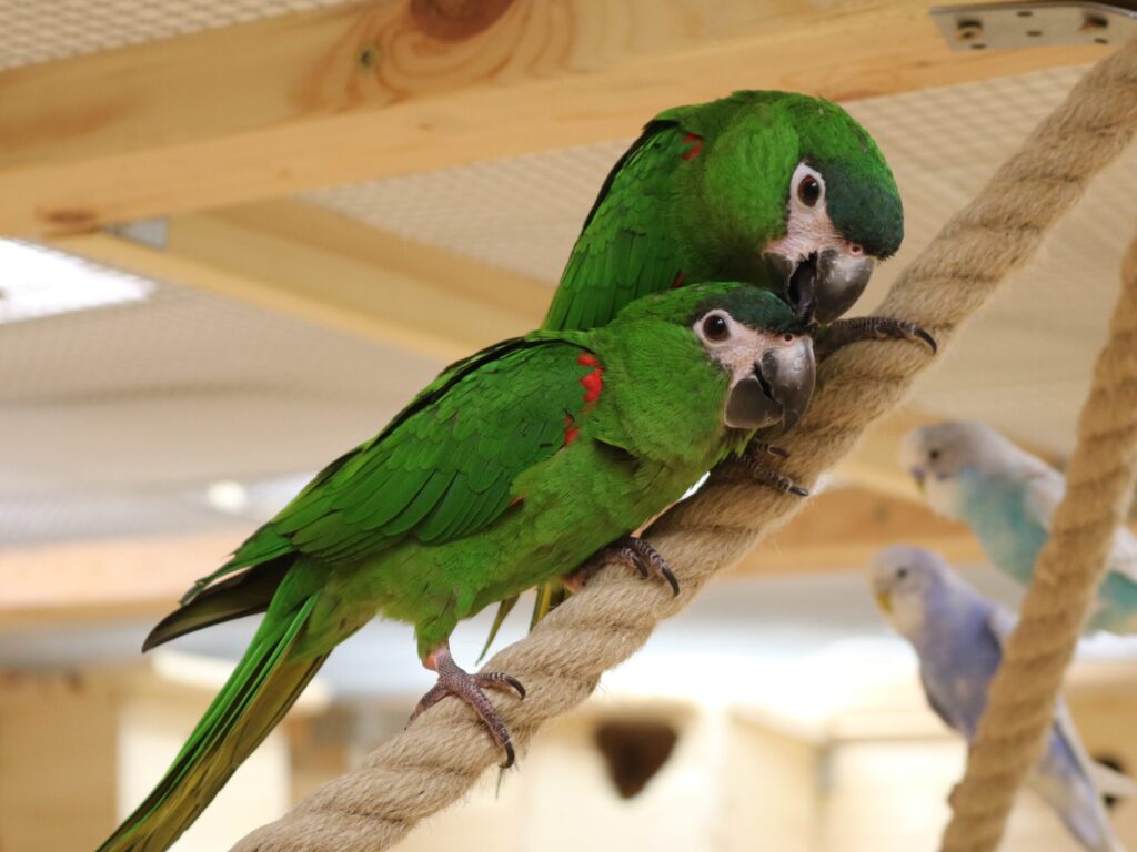 Papagoide Paradiis in Tallinn - Exotic Parrot Petting Zoo - Papagoide ...