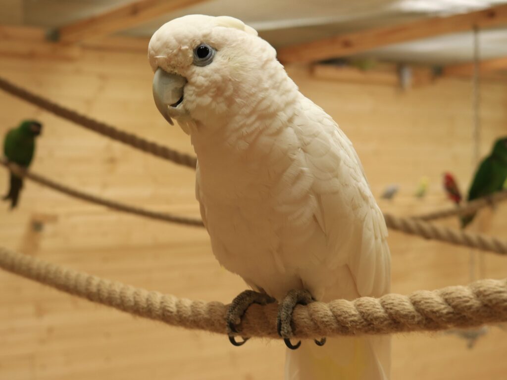 Papagoide Paradiis in Tallinn - Exotic Parrot Petting Zoo - Papagoide ...