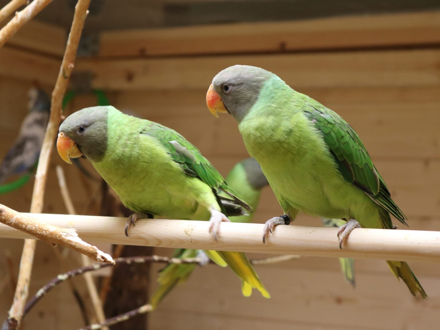 Papagoide Paradiis in Tallinn - Exotic Parrot Petting Zoo - Papagoide ...