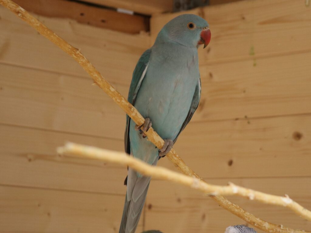 Papagoide Paradiis in Tallinn - Exotic Parrot Petting Zoo - Papagoide ...