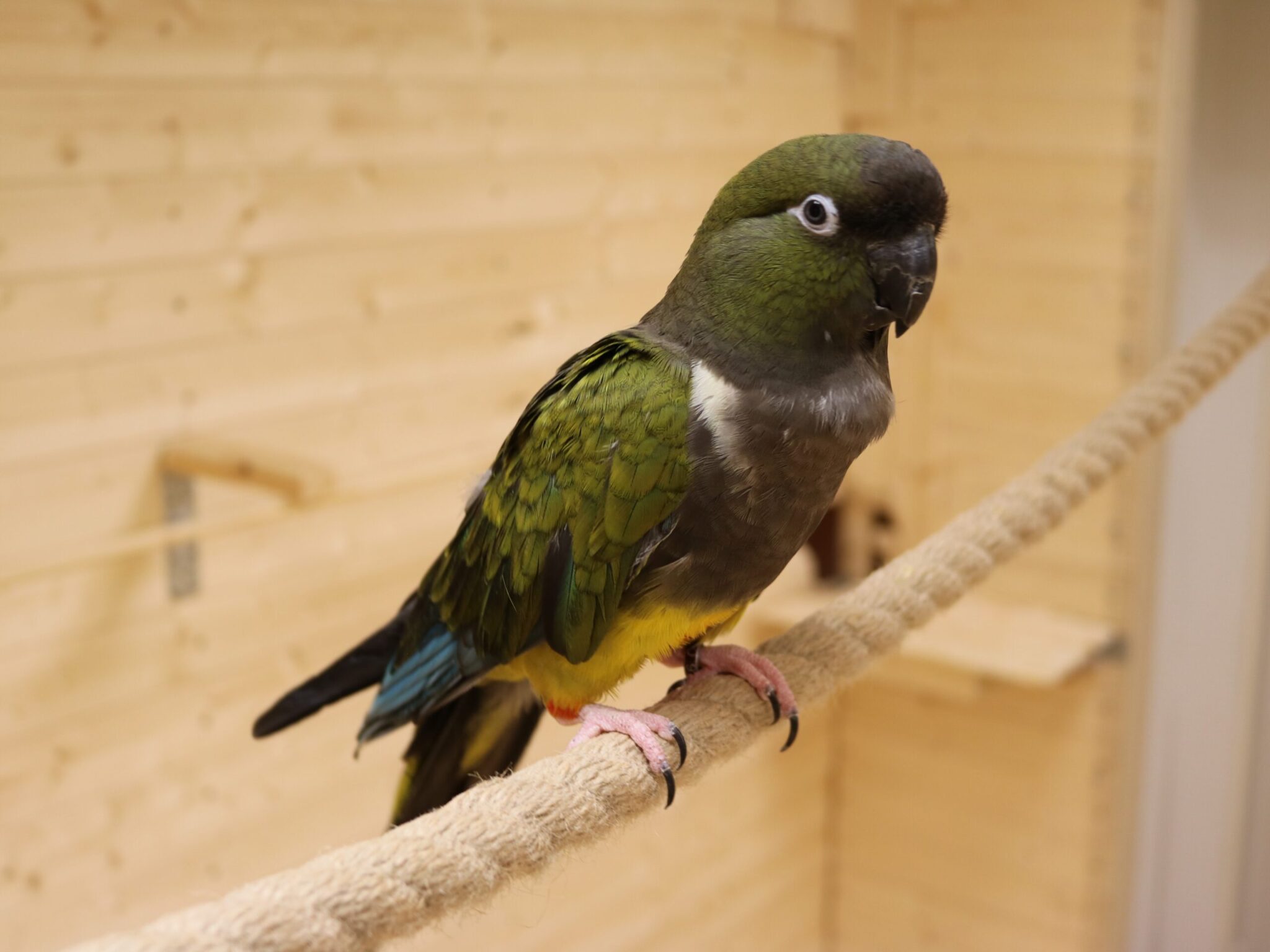 Papagoide Paradiis in Tallinn - Exotic Parrot Petting Zoo - Papagoide ...