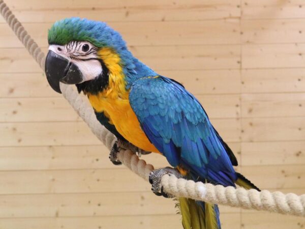 Papagoide Paradiis in Tallinn - Exotic Parrot Petting Zoo - Papagoide ...