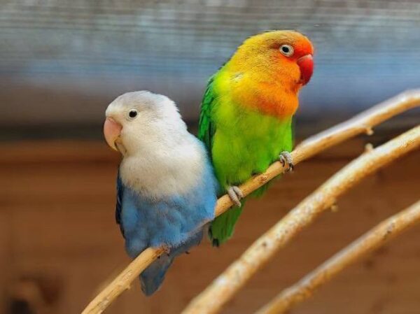 Papagoide Paradiis in Tallinn - Exotic Parrot Petting Zoo - Papagoide ...