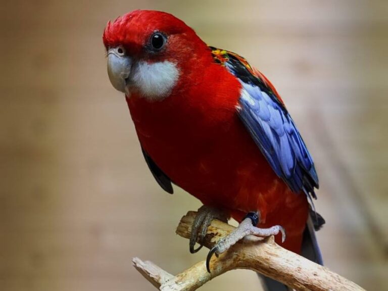 Papagoide Paradiis Tallinnas - kontaktloomaaed papagoidega - Papagoide ...