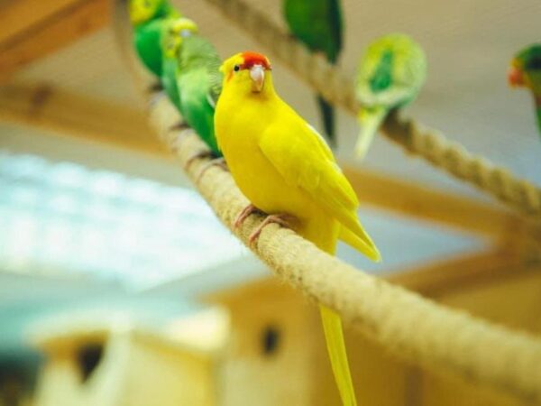 Papagoide Paradiis in Tallinn - Exotic Parrot Petting Zoo - Papagoide ...