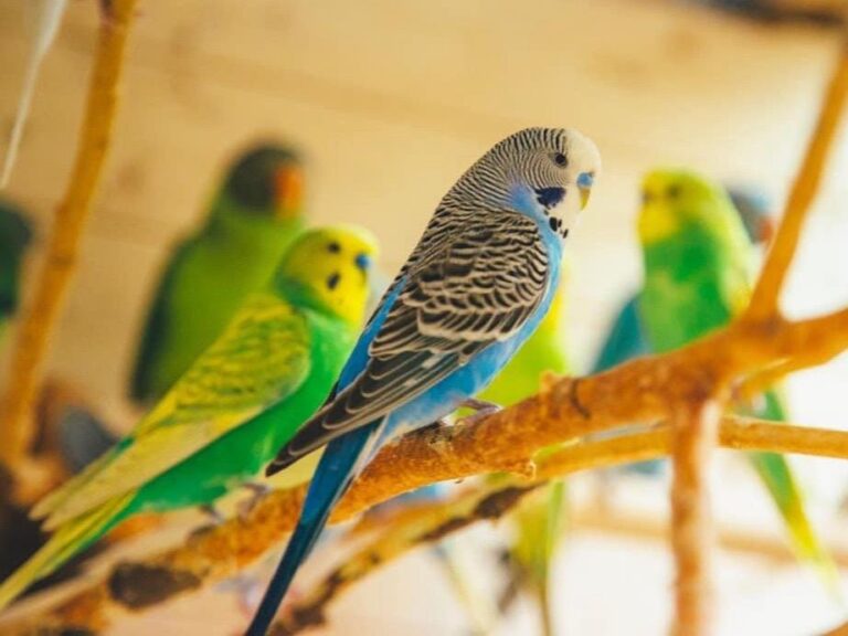 Papagoide Paradiis in Tallinn - Exotic Parrot Petting Zoo - Papagoide ...