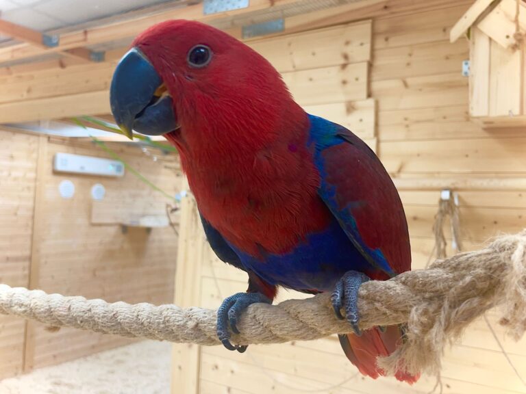 Papagoide Paradiis in Tallinn - Exotic Parrot Petting Zoo - Papagoide ...
